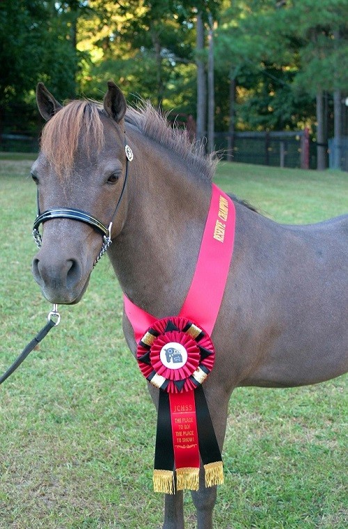 Horse Show Ribbons - McLaughlin Ribbon Awards - Custom Award Ribbons ...