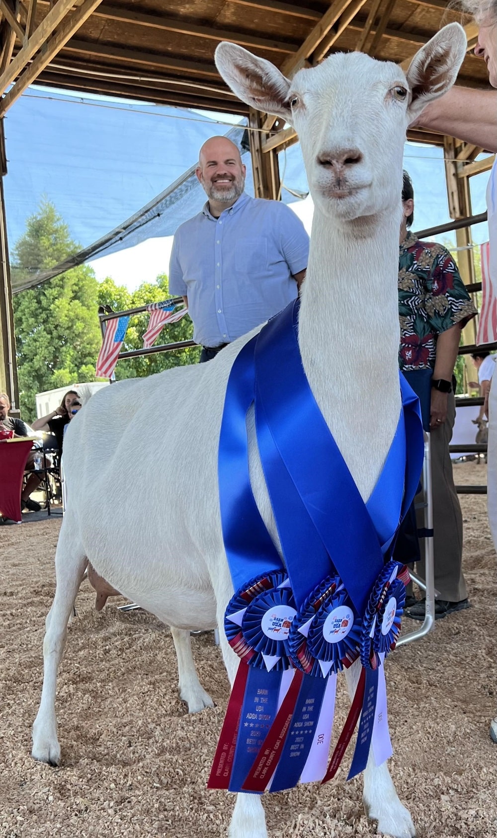 Livestock Show Ribbons - McLaughlin Ribbon Awards - Custom Award ...