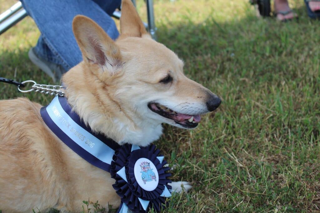 Dog Show Ribbons - McLaughlin Ribbon Awards - Custom Award Ribbons ...