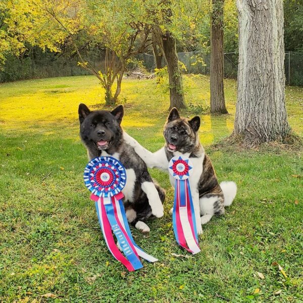 Dog Show Ribbons - McLaughlin Ribbon Awards - Custom Award Ribbons ...